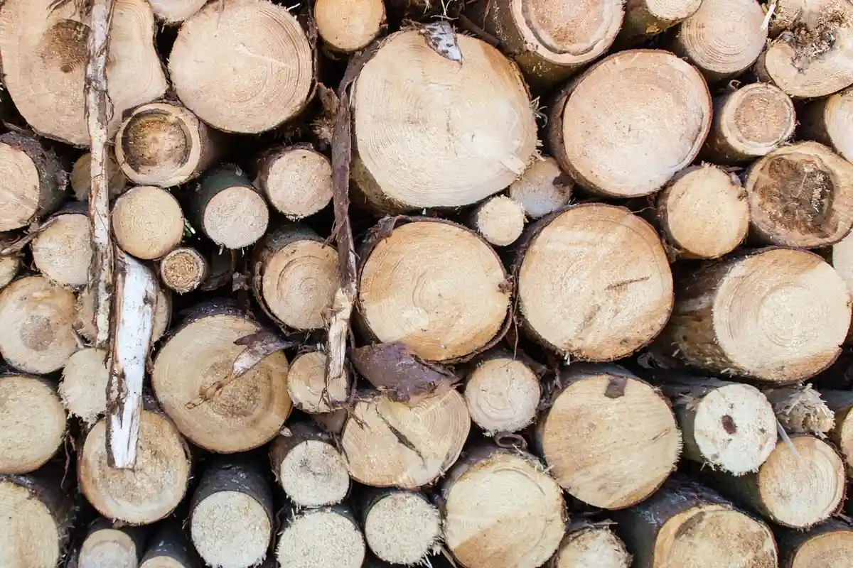What Are the Best Uses for Pine Wood? A Wood Science Perspective - Wood ...