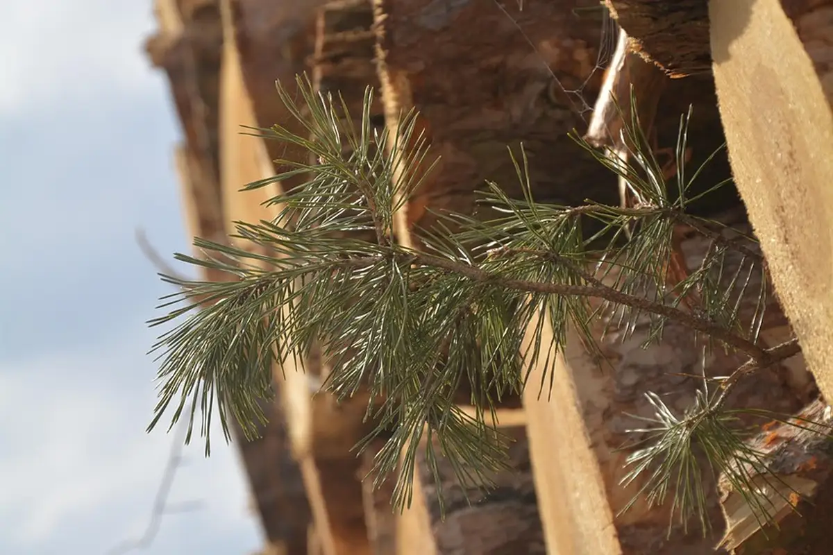 Is Pine Wood Strong Enough for Furniture? Testing Hardness, Density ...