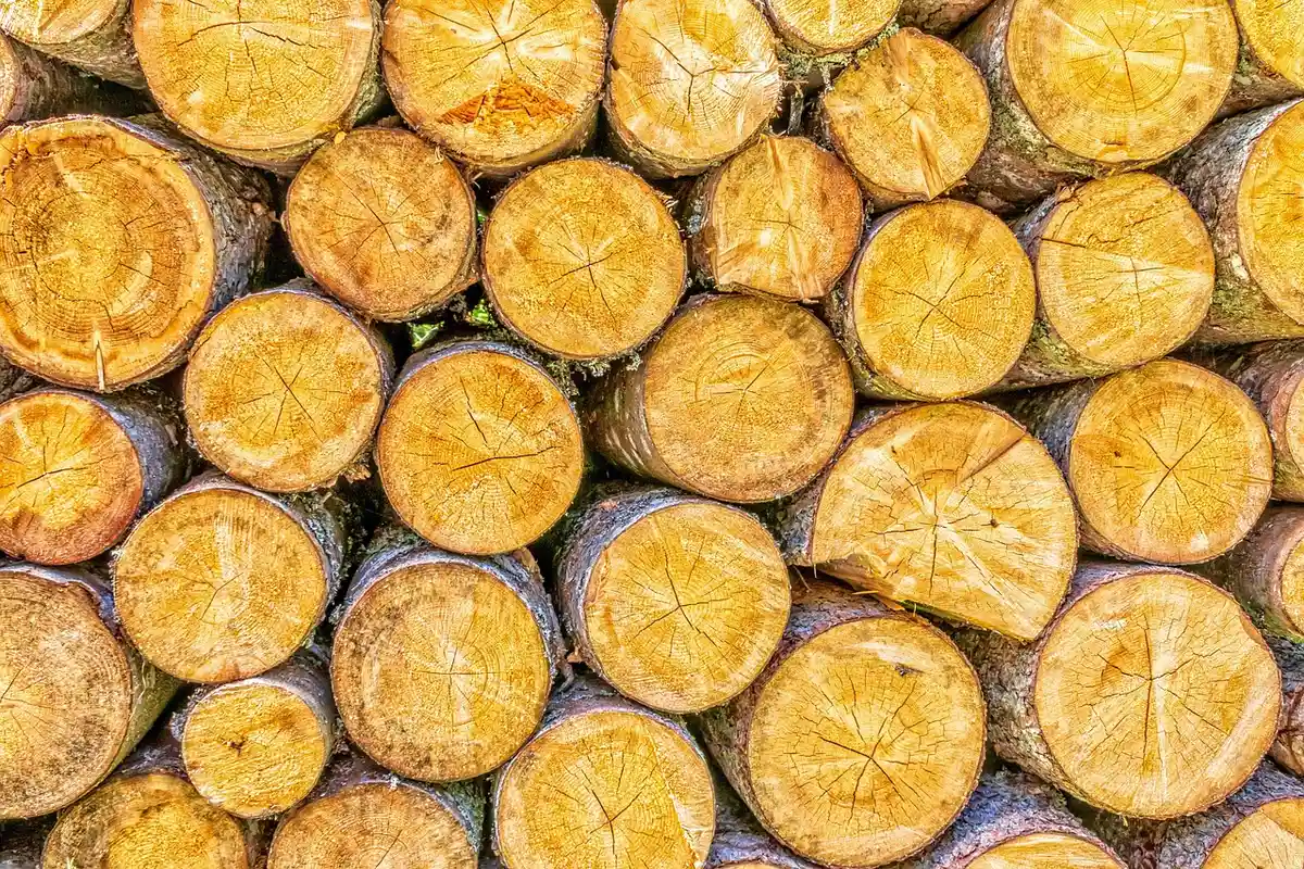 Which Woods and Wood Products Are Actually Toxic in Your Workshop ...
